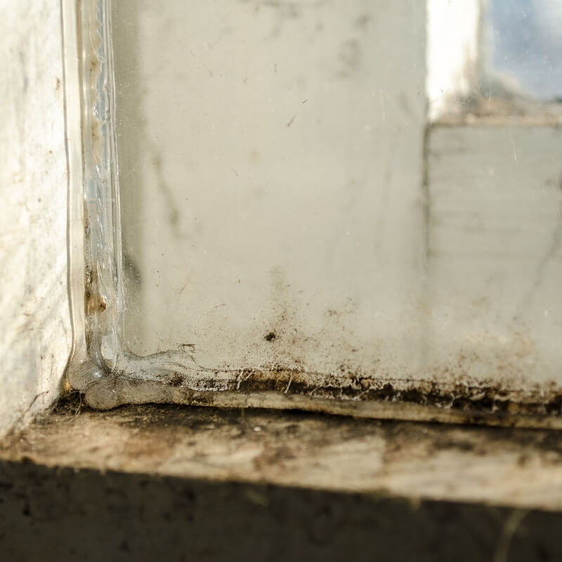 Top 10 Things You Should Know about Mold - Housebusters Inc.