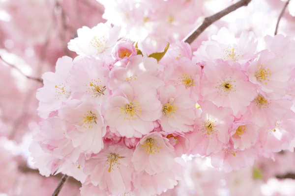 Spring has sprung! - Housebusters Inc.